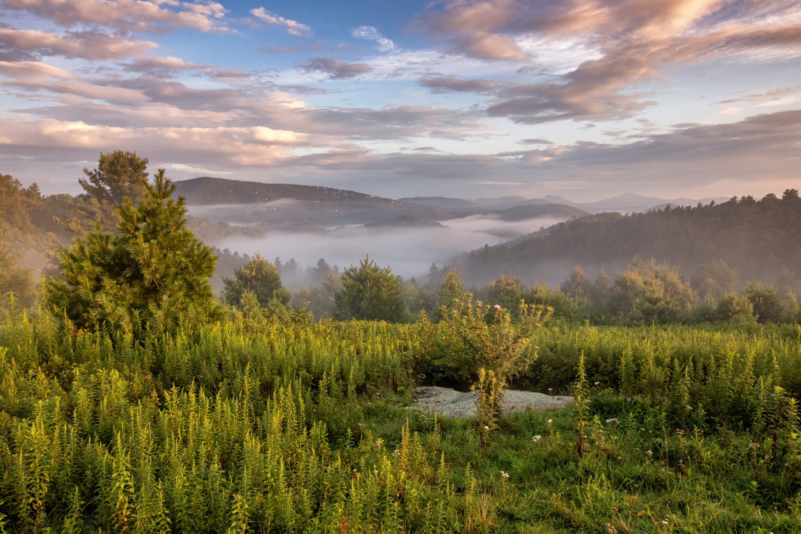 Mapping Trees In Future Climates Integrating Knowledge Data And