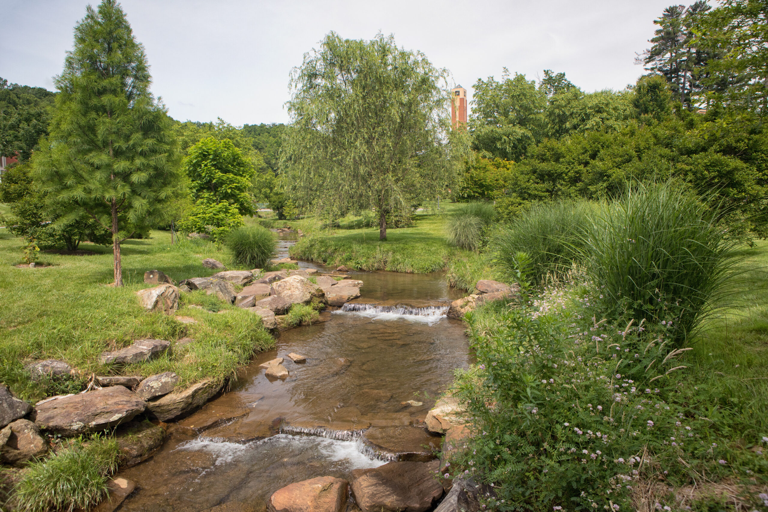 Surveillance For Blacklegged Ticks And Lyme Disease In Mecklenburg ...